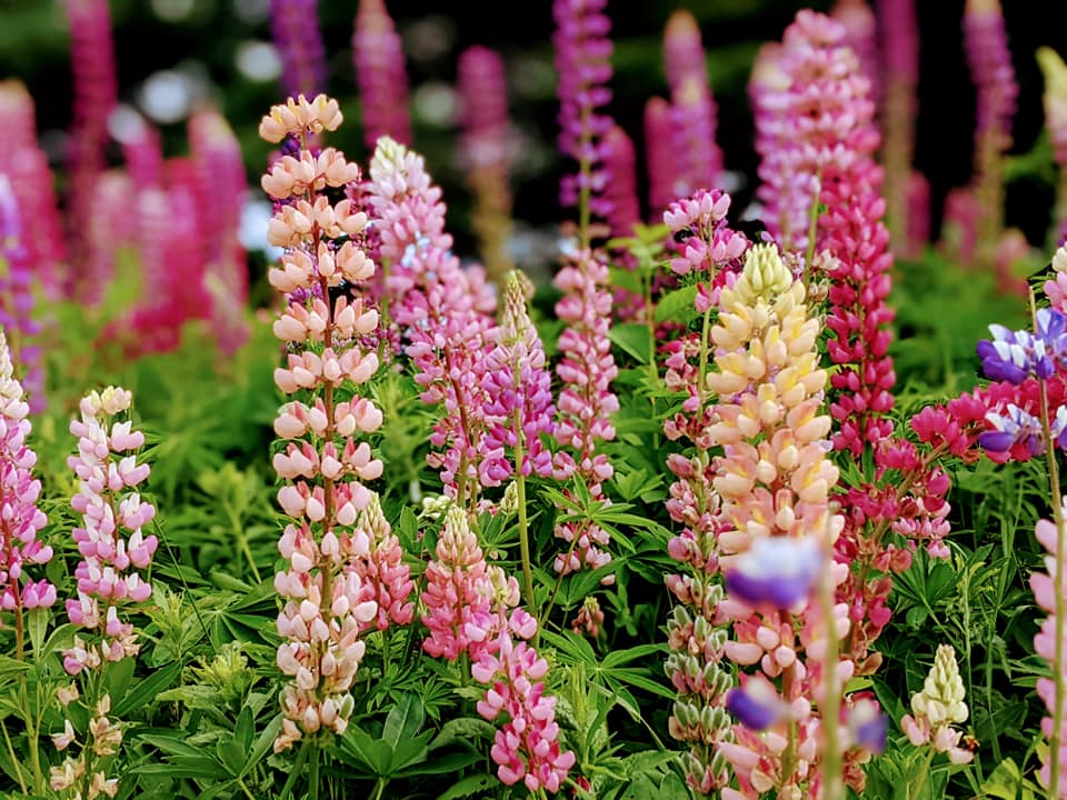 For the Love of Lupins on PEI - Welcome PEI